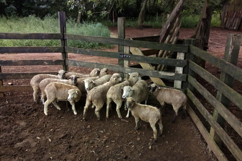 Ovelhas furtadas ontem são recuperadas em Cacequi - Polícia Civil RS Ovelhas furtadas ontem são recuperadas em Cacequi - Polícia Civil RS